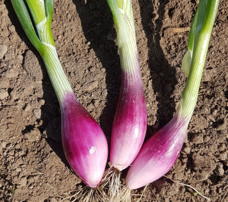 Long Red Florence, organic seeds - Runåbergs fröer