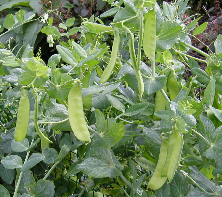 Norli, organic seeds - Runåbergs fröer