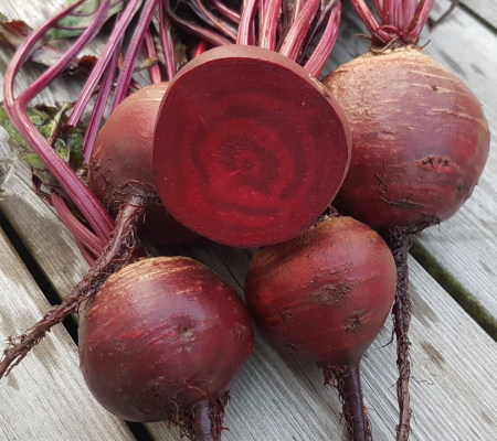 Jannis, organic seeds - Runåbergs fröer