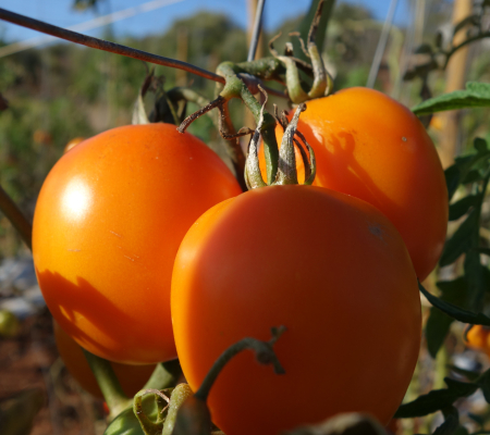 Valencia, organic seeds - Runåbergs fröer