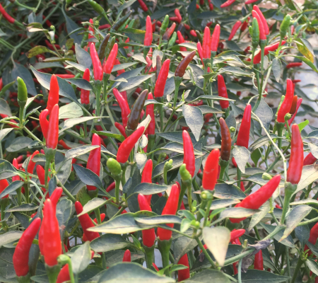 Demon Red, organic seeds - Runåbergs fröer