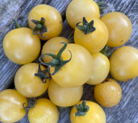 White Cherry, organic seeds - Runåbergs fröer