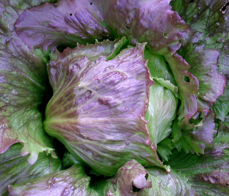 Red Iceberg, organic seeds - Runåbergs fröer